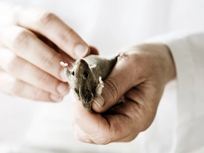 Experimental infection models